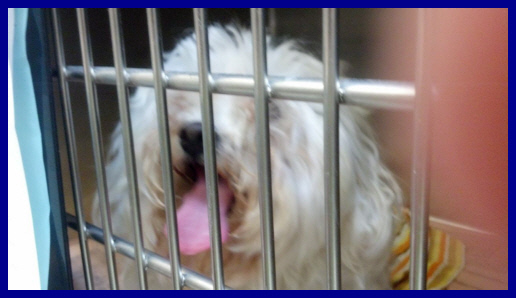 The Small Paws Rescue Newsletter