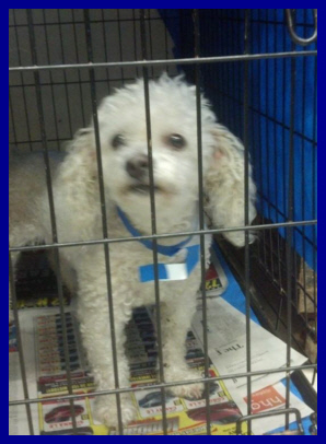 The Small Paws Rescue Newsletter