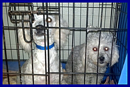 The Small Paws Rescue Newsletter