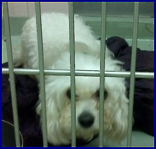 The Small Paws Rescue Newsletter